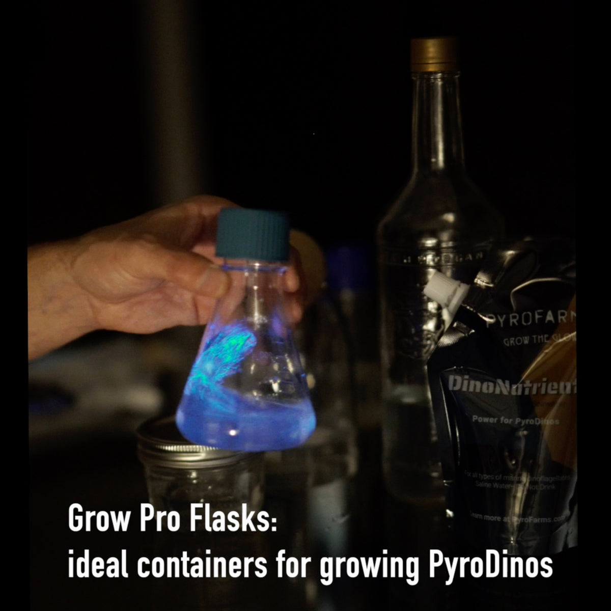 Grow your Own PyroDinos | PyroFarms