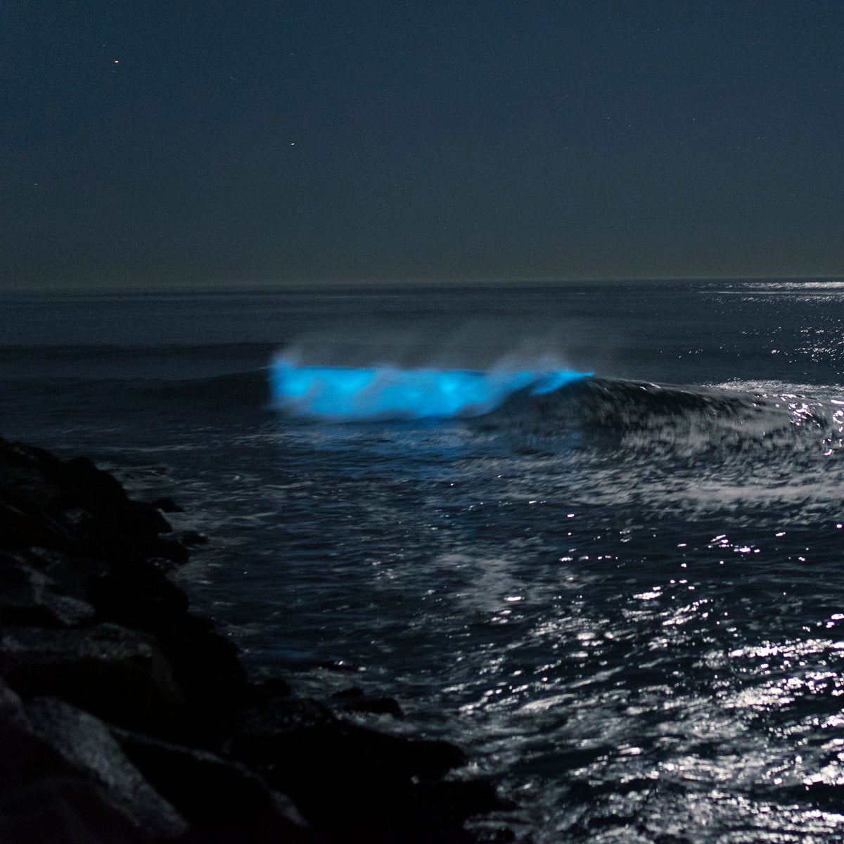 Bioluminescent Bloom in San Diego | PyroFarms