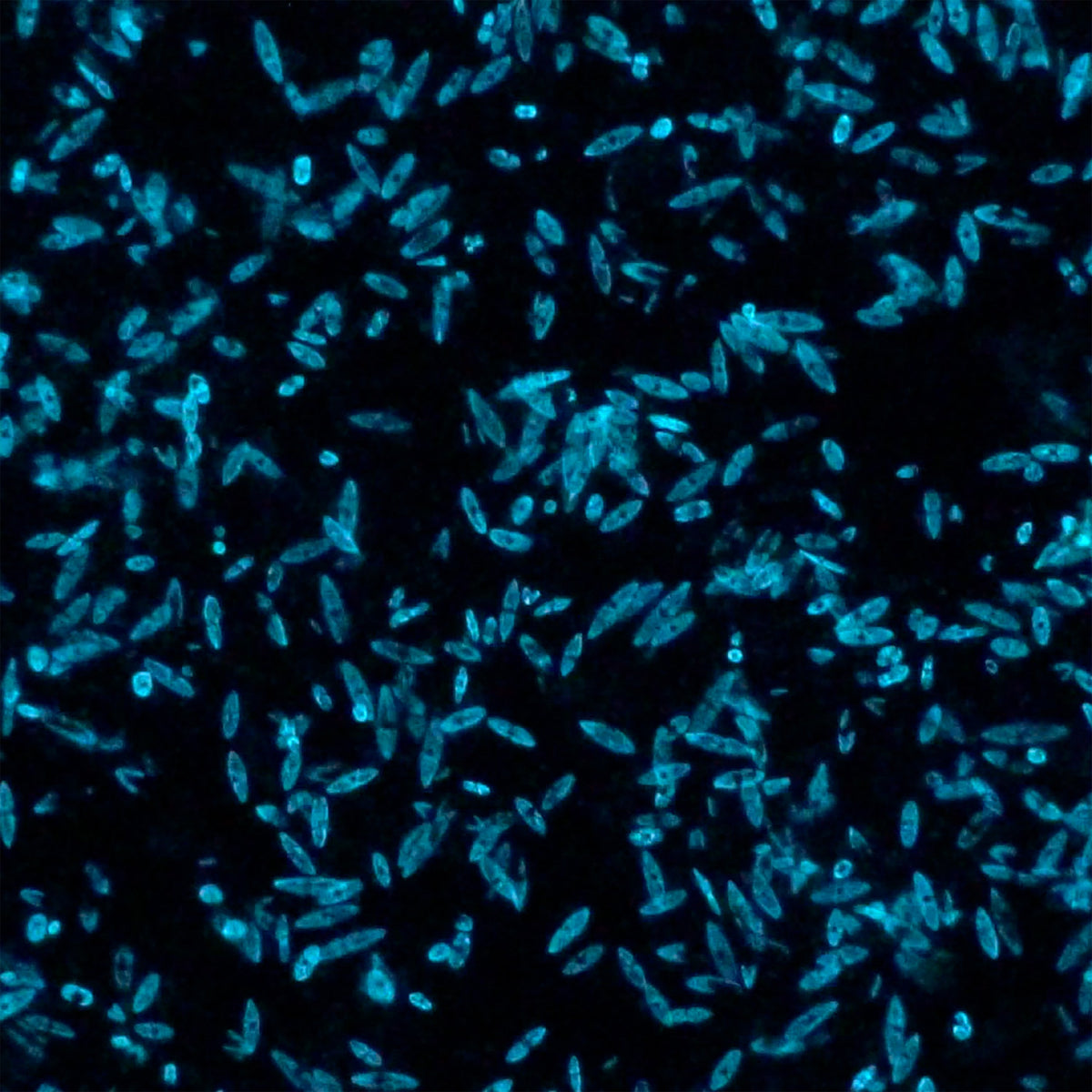 The Life Cycle and Lifespan of PyroDinos | PyroFarms