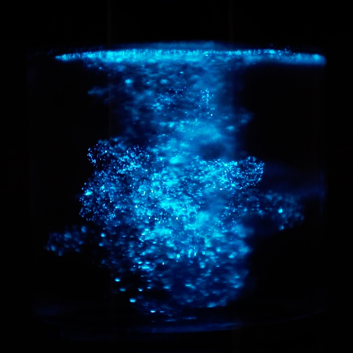 PyroDinos getting a little agitated | PyroFarms