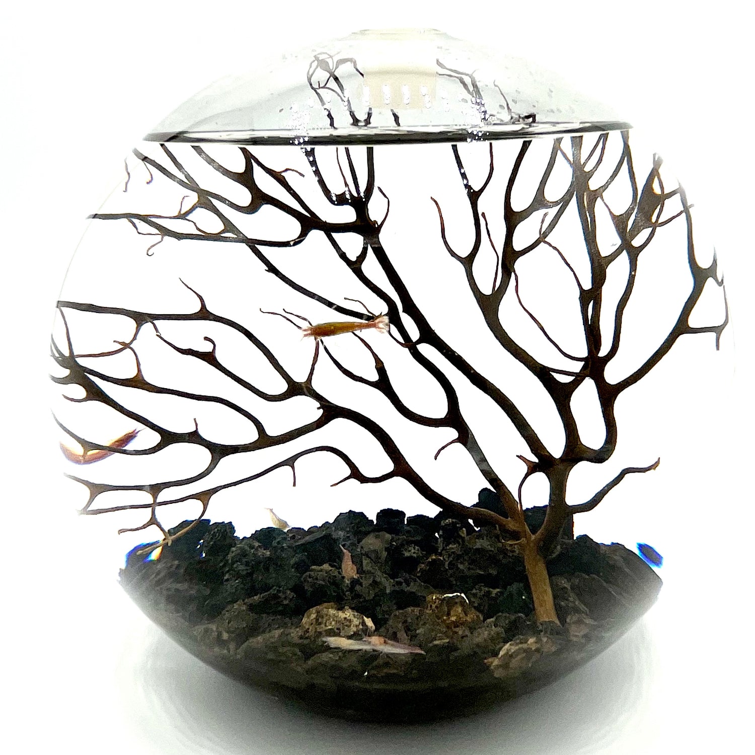 PyroFarms - Grow the Glow - bioluminescent dinoflagellates