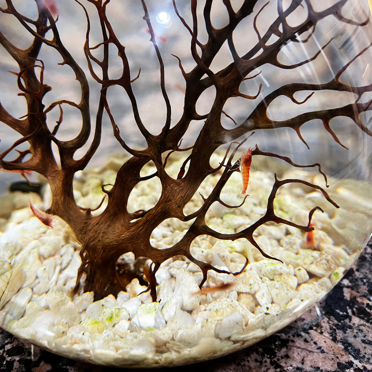 Handcrafted Open Glass Shrimparium – Sustainable Ecosystem with Opae U ...