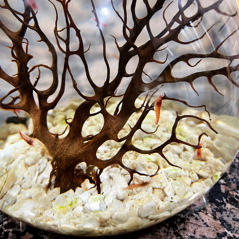 PyroFarms - Grow the Glow - bioluminescent dinoflagellates