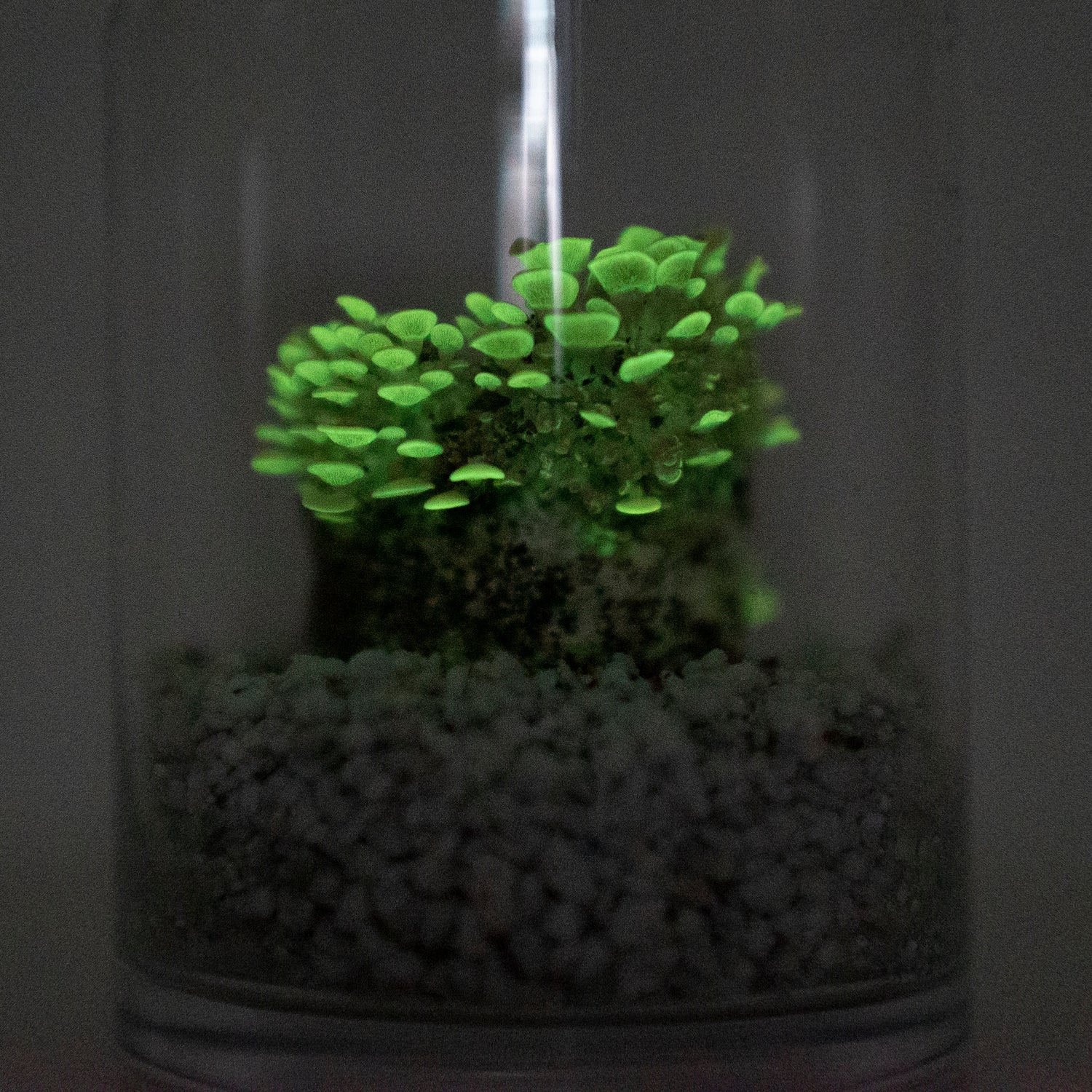PyroFarms - Grow the Glow - bioluminescent dinoflagellates