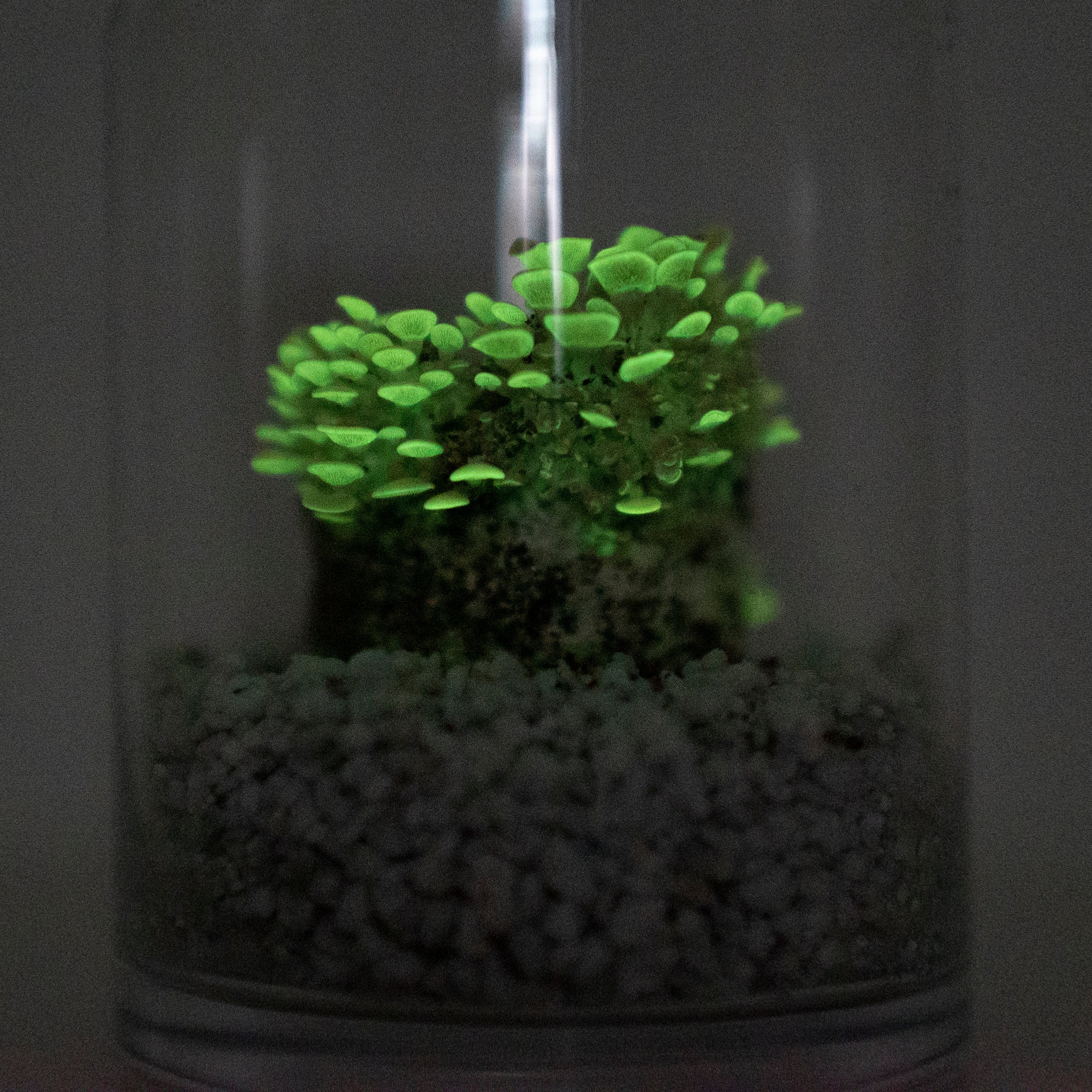 PyroFarms - Grow the Glow - bioluminescent dinoflagellates